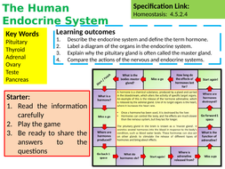 AQA GCSE Biology (Science) The Human Endocrine System Lesson by ...