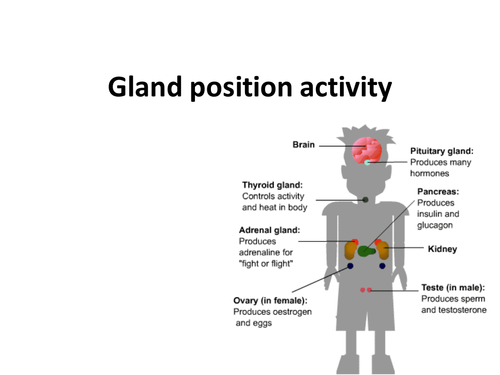 AQA GCSE Biology (Science) The Human Endocrine System Lesson | Teaching ...