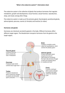 Endocrine System Diagram Gcse Your Endocrine System: The Key