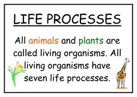 Life Processes Display Posters by ResourceCentre - Teaching Resources - Tes