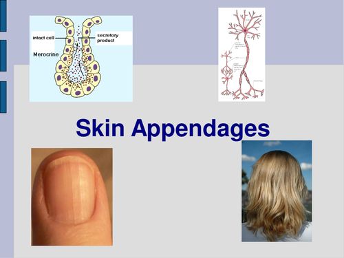 Skin Appendages PowerPoint: Glands, Receptors, Nails, & Hair | Teaching ...
