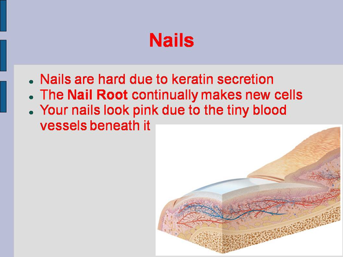 Skin Appendages PowerPoint: Glands, Receptors, Nails, & Hair | Teaching ...