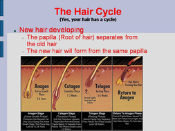 Skin Appendages PowerPoint: Glands, Receptors, Nails, & Hair | Teaching ...