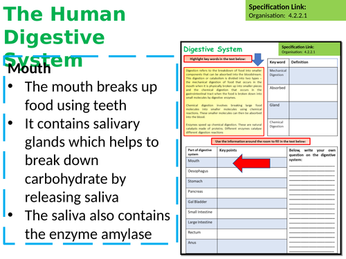 GCSE AQA Biology (Science) Digestive System Lesson | Teaching Resources