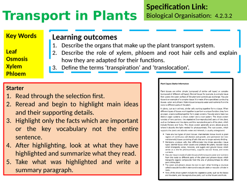 KS4 AQA GCSE Biology (Science) Transport in Plants Lesson & Activities ...
