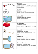 Differentiated specialised cells lesson | Teaching Resources