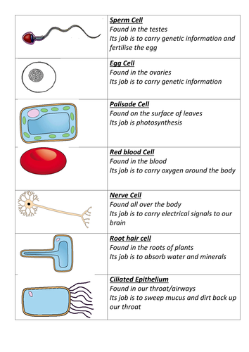 Differentiated specialised cells lesson | Teaching Resources