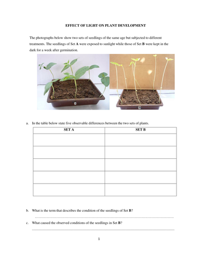 Effect of light on plant development | Teaching Resources