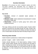 New OCR A Level Biology the Liver, Homeostasis & Excretion Lesson ...