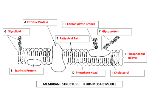 New AQA (2016) Year 1 Biology (AS) - Structure of the Cell Surface ...