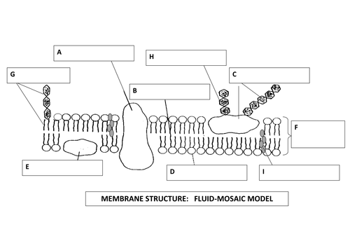 New AQA (2016) Year 1 Biology (AS) - Structure of the Cell Surface ...