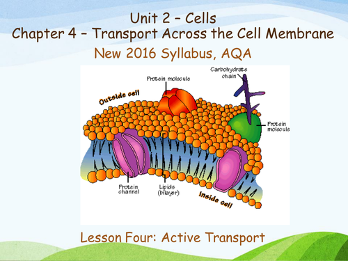 New AQA (2016) Year 1 Biology (AS) - Active Transport - Flipped ...