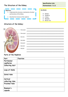 New OCR A Level Biology The Structure of the Kidney Lesson by chalky1234567 | Teaching Resources