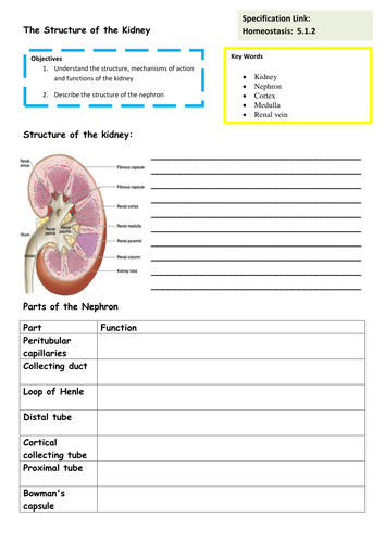 New OCR A Level Biology The Structure of the Kidney Lesson by ...