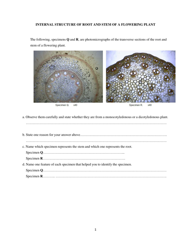 Internal structure of root and stem of a flowering plant. by jay5anum ...