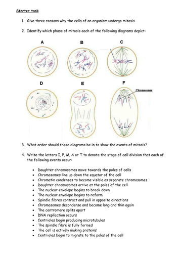 DNA & Cell Division | Teaching Resources