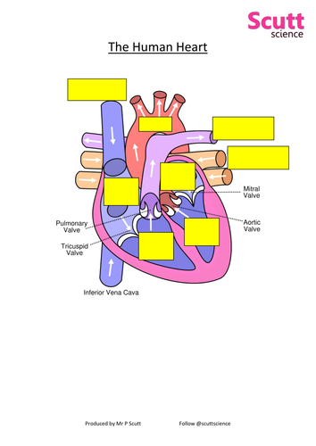 NEW Lesson 17 The Heart Biology Combined Science Trilogy (AQA) – Paper ...