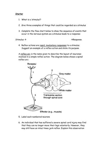 Reflex arc starter exercise | Teaching Resources