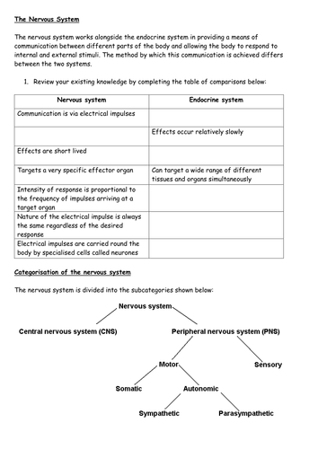 The Nervous System | Teaching Resources
