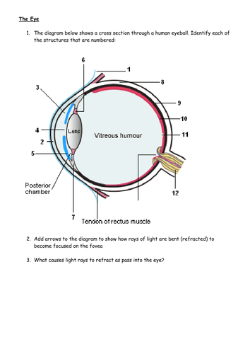 The Eye - Structure & Function | Teaching Resources