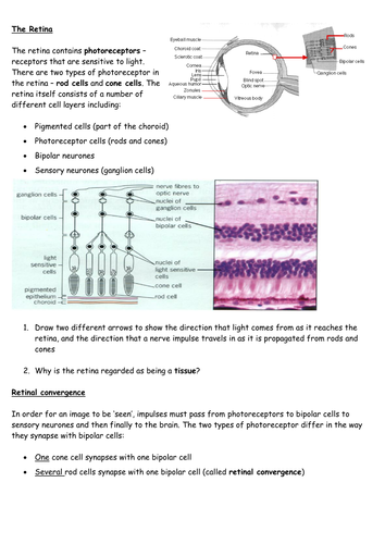 The Retina - Structure and Layout of Cells & Bleaching | Teaching Resources