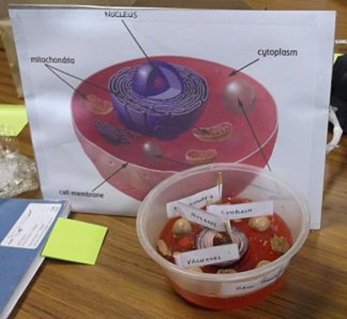 Model Cells Quality Mark Assessment (FULL RESOURCE PACK) | Teaching ...