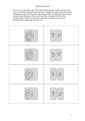 B2 Cell Division recap/revision GCSE biology | Teaching Resources