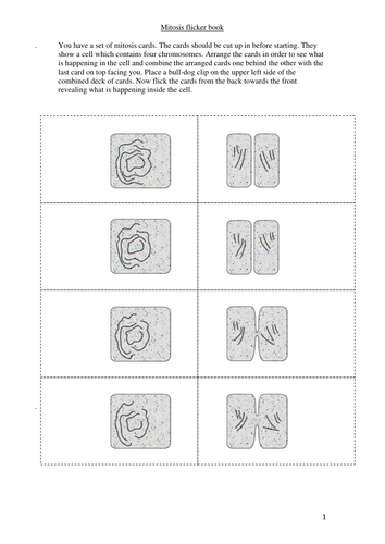 B2 Cell Division recap/revision GCSE biology | Teaching Resources