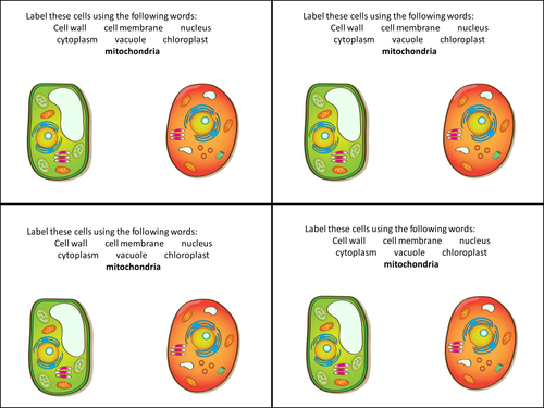 Pokemon Science - Unicellular Organisms | Teaching Resources