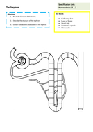 New OCR A2 Biology The Function of the Nephron Lesson | Teaching Resources