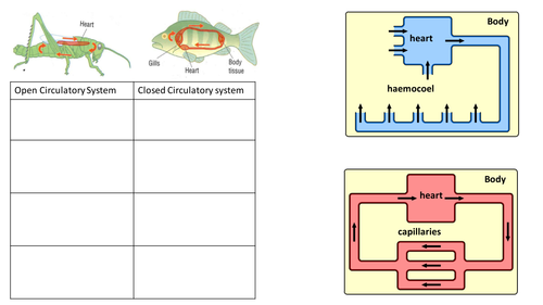 Circulatory system | Teaching Resources