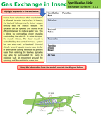New OCR AS Biology Ventilation in Insects Lesson | Teaching Resources
