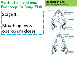 New OCR AS Biology Gas Exchange & Ventilation in Fish Lesson by ...