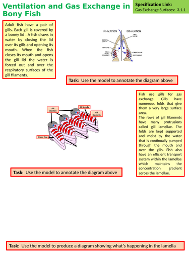 New OCR AS Biology Gas Exchange & Ventilation in Fish Lesson | Teaching ...