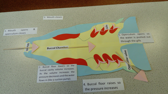 New OCR AS Biology Gas Exchange & Ventilation in Fish Lesson | Teaching ...