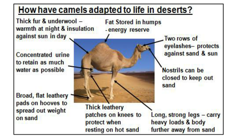 Animal and plant adaptations in the hot desert - fully resourced lesson ...