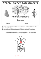 Year 6 Science Assessment: Animals Including Humans | Teaching Resources