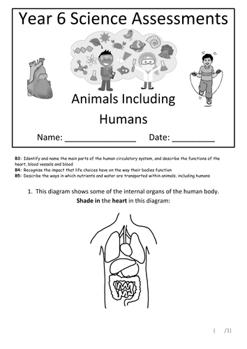 Year 6 Science Assessment: Animals Including Humans | Teaching Resources Year 6 Science Assessment: Animals Including Humans | Teaching Resources