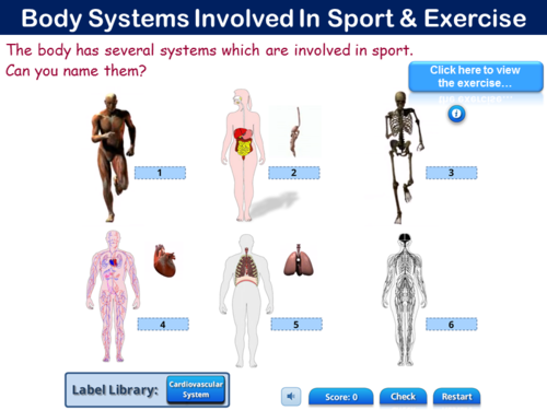 PE11ST - Anatomy Introduction (Body Systems) | Teaching Resources