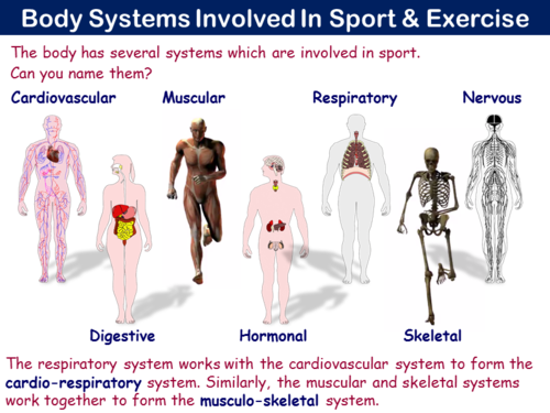 PE11ST - Anatomy Introduction (Body Systems) | Teaching Resources