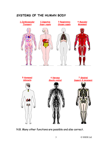 PE11ST - Anatomy Introduction (Body Systems) | Teaching Resources