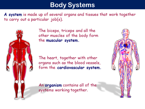 PE11ST - Anatomy Introduction (Body Systems) | Teaching Resources