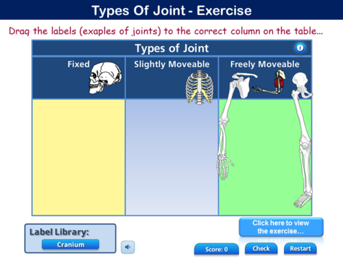 PE12STb - Skeletal System - 2 (Joints & Articulation) | Teaching Resources