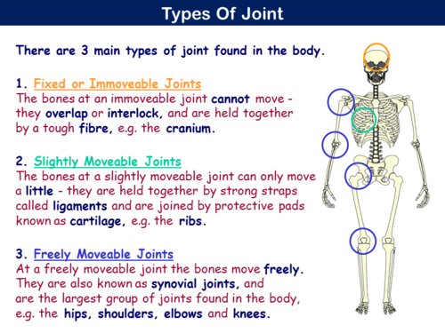 PE12STb - Skeletal System - 2 (Joints & Articulation) | Teaching Resources