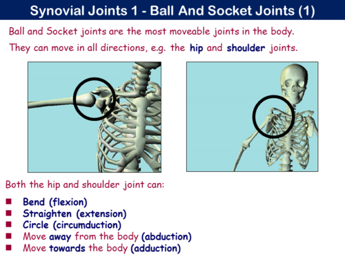 PE12STb - Skeletal System - 2 (Joints & Articulation) | Teaching Resources