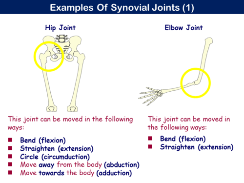 PE12STb - Skeletal System - 2 (Joints & Articulation) | Teaching Resources