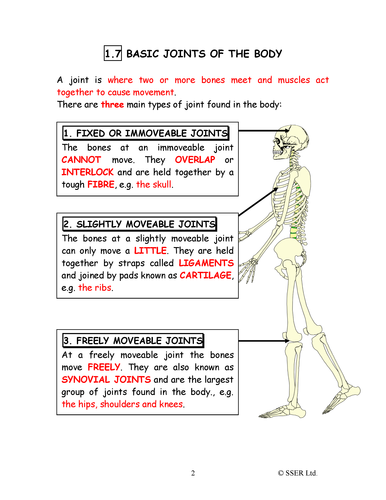 PE12STb - Skeletal System - 2 (Joints & Articulation) WS | Teaching ...