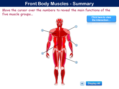 PE13STa - Muscular System - 1 (Structure & Function) | Teaching Resources