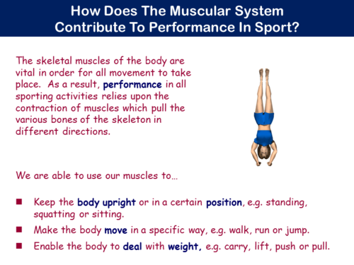PE13STa - Muscular System - 1 (Structure & Function) | Teaching Resources
