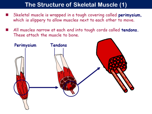 PE13STa - Muscular System - 1 (Structure & Function) | Teaching Resources